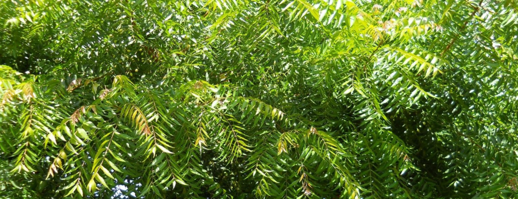 வேப்பமரம் (Neem Tree) - GOBIKRISHNA D | neermai.com